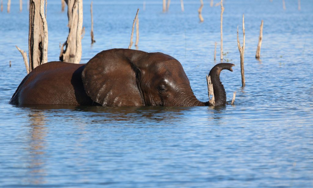 Waisenblogs-Beitrag Kibwezi, 03.09.2018 – Rettet die Elefanten Afrikas e.V.